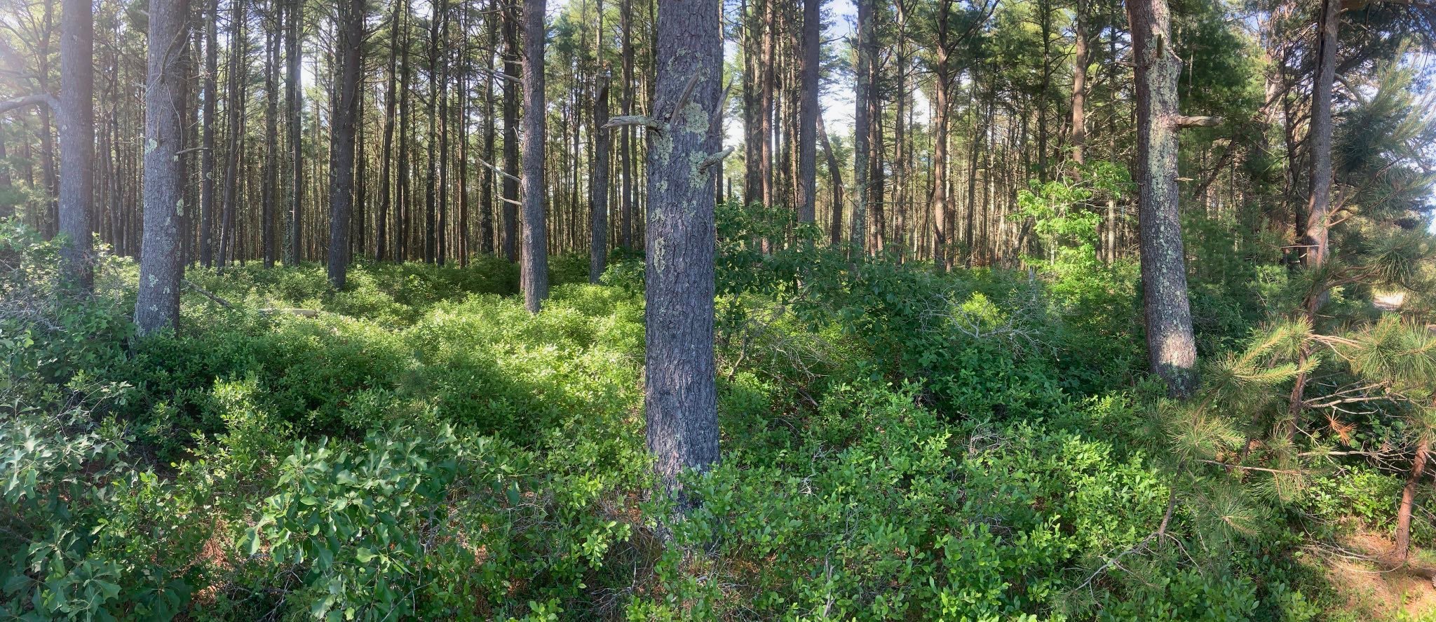 About Friends of Peru State Forest - Friends of Peru State Forest